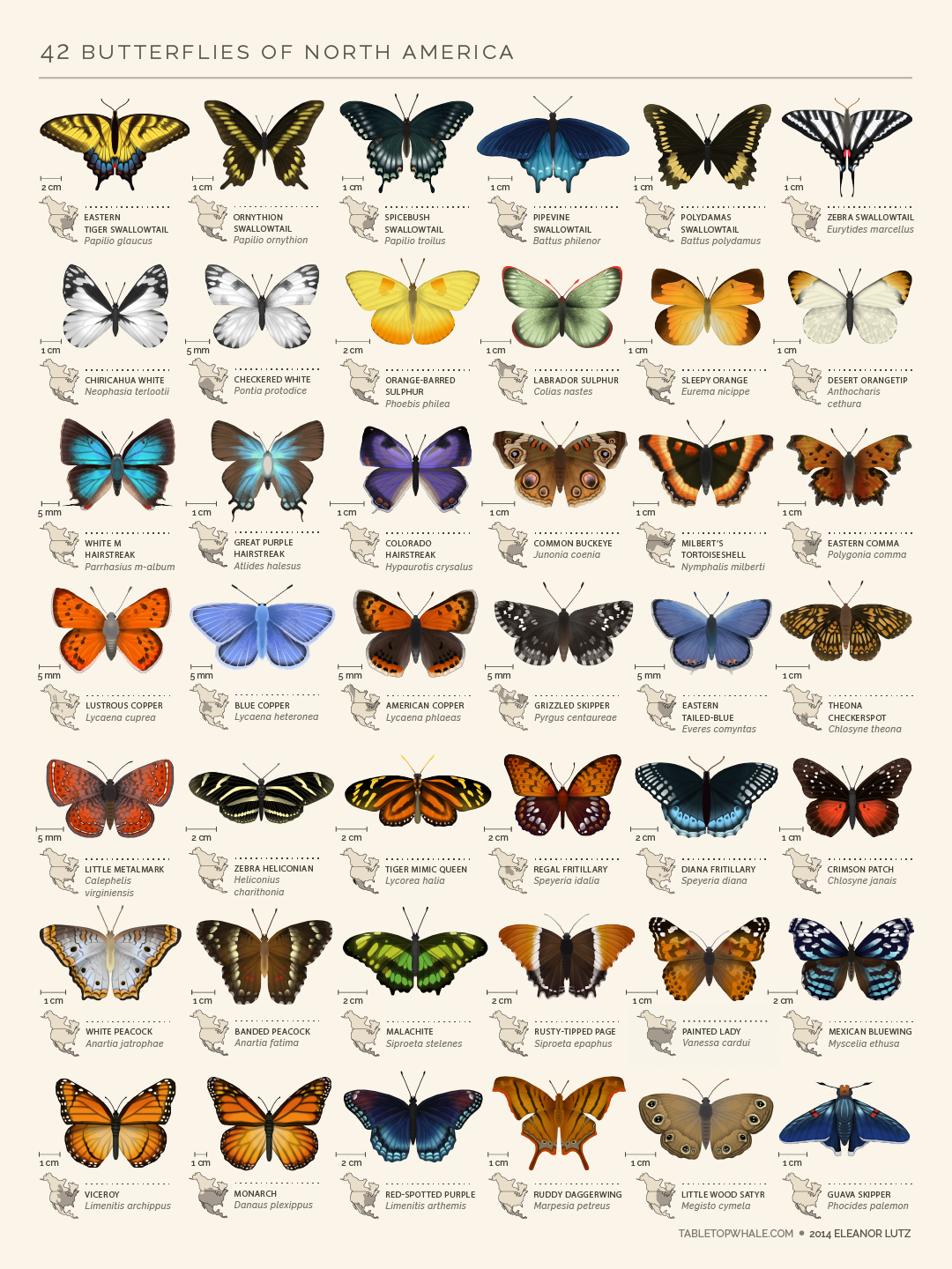 An Animated Chart Of 42 North American Butterflies An Animated Chart Of 42 North American Butterflies